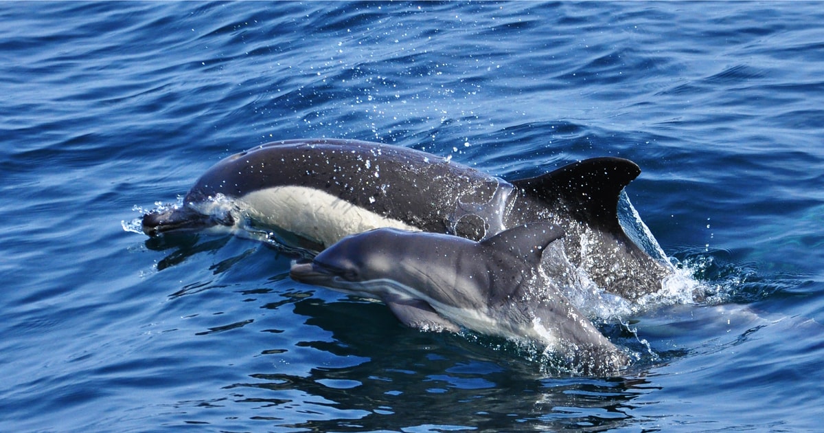 ジブラルタル：ドルフィン ウォッチ クルーズ & ケーブル カー ファスト トラック コンボ | GetYourGuide