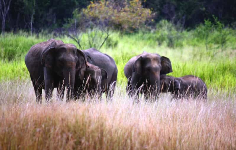 Da Negombo: Safari alle grotte di Dambulla e al Parco Nazionale di ...
