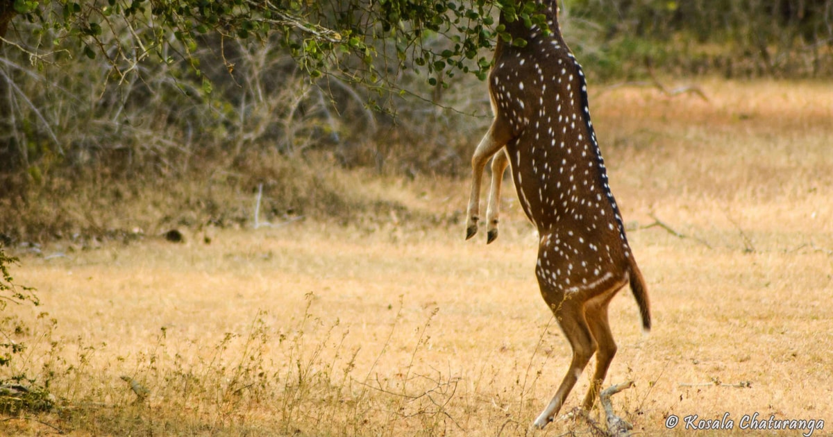 Desde Colombo : Excursión Safari al Parque Nacional de Yala | GetYourGuide