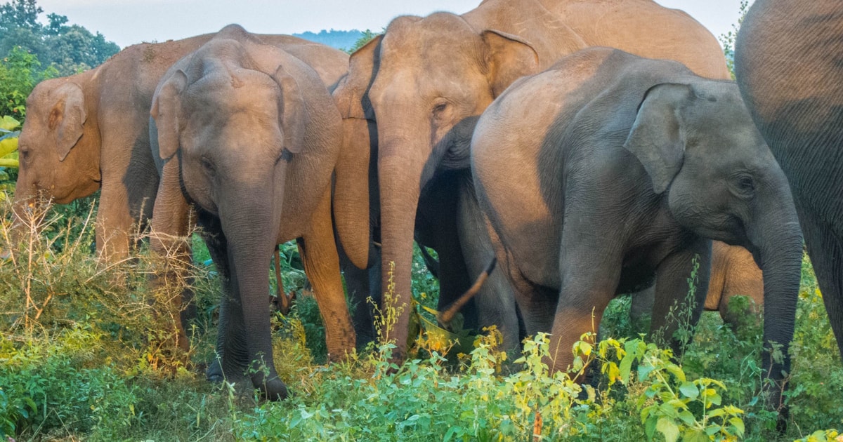 Desde Colombo: Safari privado de un día al Parque Nacional de Minneriya ...