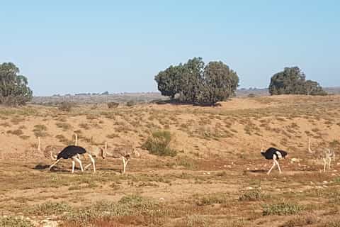 Souss-Massa National Park, Souss-Massa, Morocco - Book Tickets & Tours ...