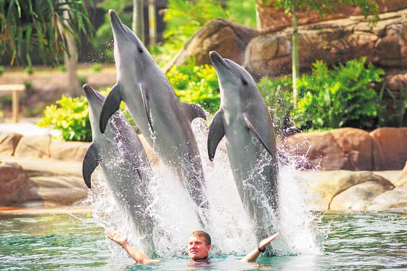 Gold Coast: Movie World, Sea World, Wet'n'Wild 14-Day Pass | GetYourGuide