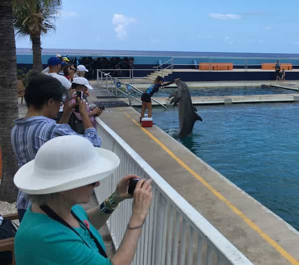 Gran Caimán: tour de West Bay y Seven Mile Beach | GetYourGuide