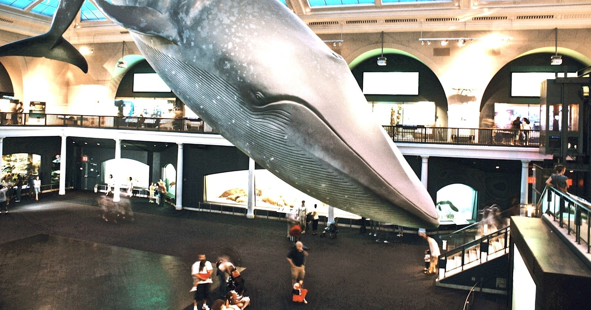 NYC American Museum of Natural History Guided Museum Tour | GetYourGuide