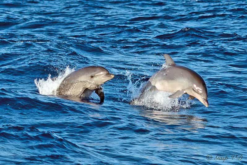 Mallorca: Sunrise At Sea & Dolphin Watching Tour | GetYourGuide