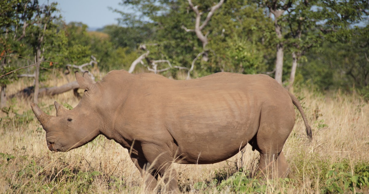 Mosi-oa-Tunya National Park: Half-Day Guided Nature Walk | GetYourGuide