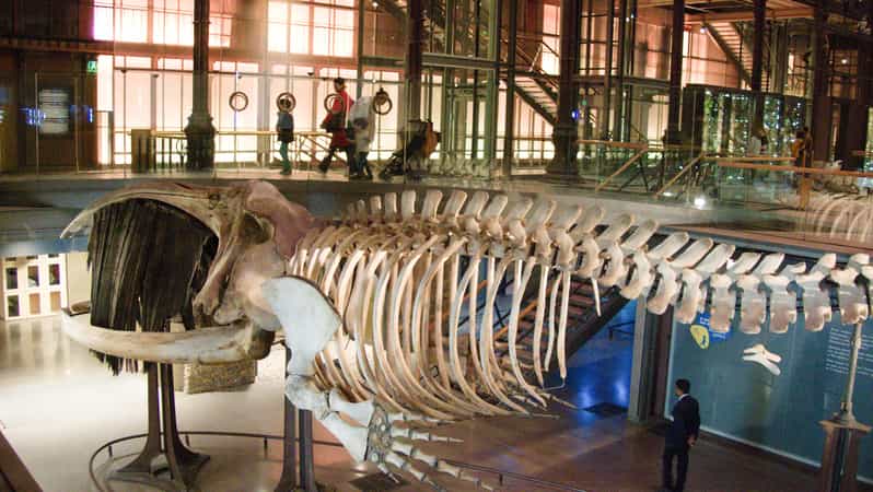 Paris: Family Dinosaur Tour in the Natural History Museum | GetYourGuide