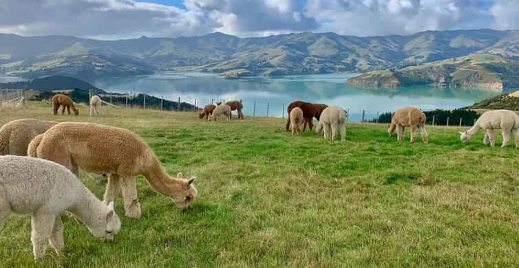 Excursión de un día a Akaroa desde Christchurch | GetYourGuide