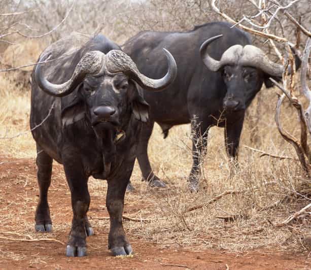 Kruger Park Safari from Maputo | GetYourGuide