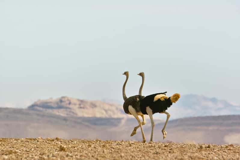 Walvis Bay: Landscape, Mountains & Wildlife Day Tour | GetYourGuide
