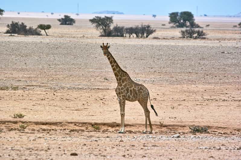 Walvis Bay: Landscape, Mountains & Wildlife Day Tour | GetYourGuide