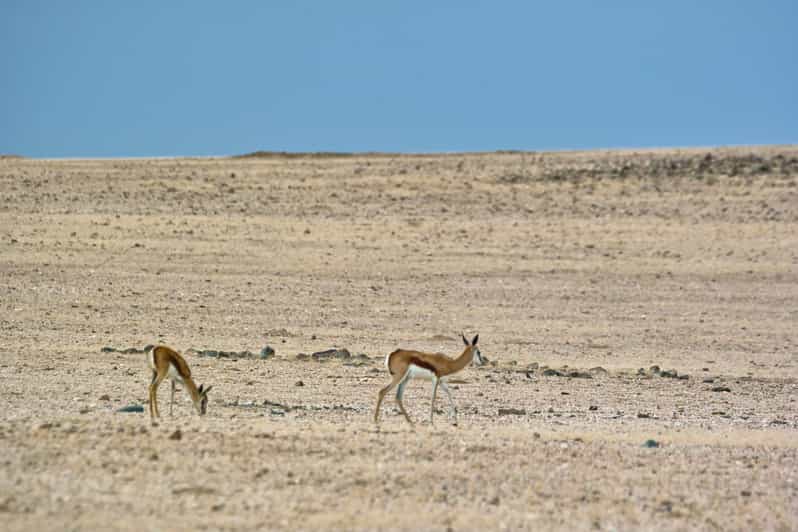 Walvis Bay: Landscape, Mountains & Wildlife Day Tour | GetYourGuide