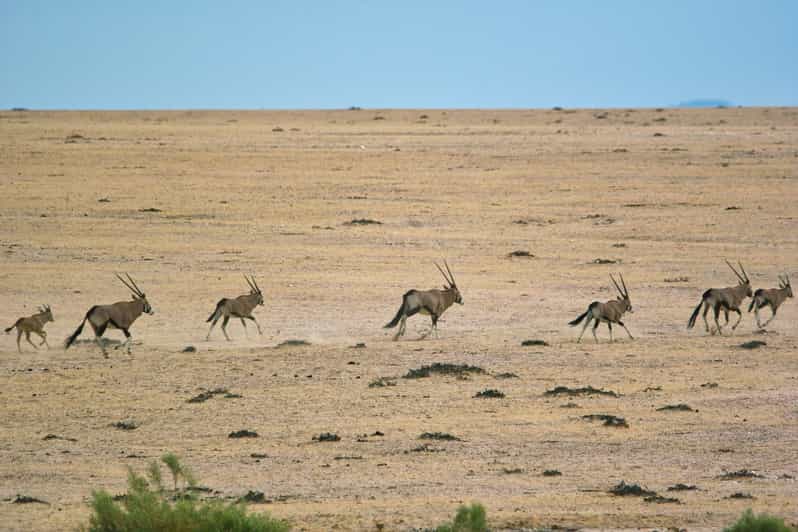 Walvis Bay: Landscape, Mountains & Wildlife Day Tour | GetYourGuide