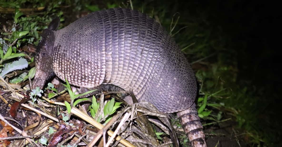 Armadillo Night Walk in Monteverde - Costa Rica | GetYourGuide