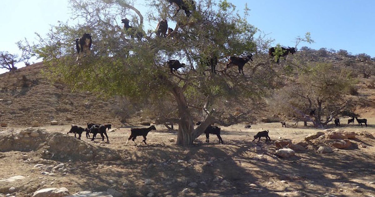 Flying Goats and Agadir Oufella View Experience | GetYourGuide