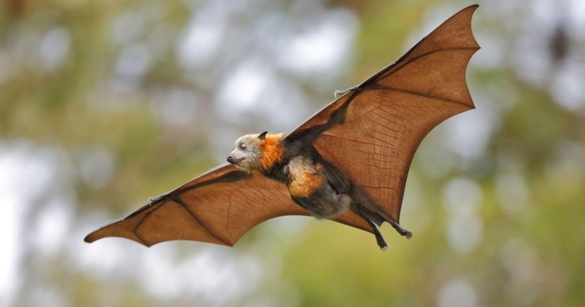 Pemba: Kidike Flying Fox Sanctuary & Ngezi Forest tour | GetYourGuide