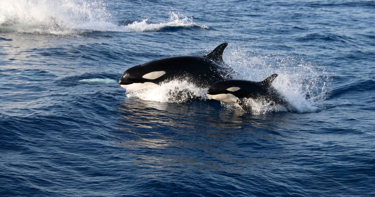 From Seville: Tarifa Whale Watching Day Trip | GetYourGuide