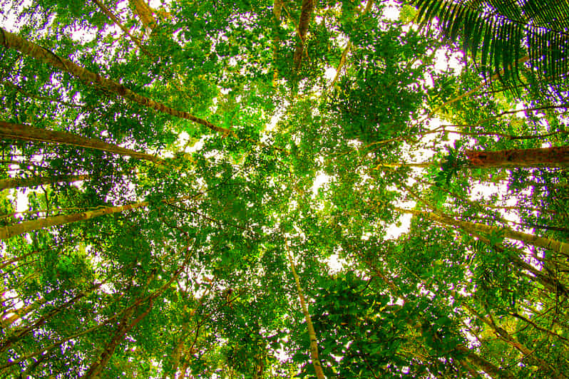 Manaus : Visite d'une demi-journée à pied dans la jungle amazonienne ...