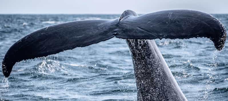Ballenas Jorobadas: Observación de la fauna en Uvita Costa Rica | GetYourGuide