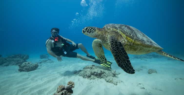 Oahu: Waikiki Discovery Scuba Diving for Beginners | GetYourGuide