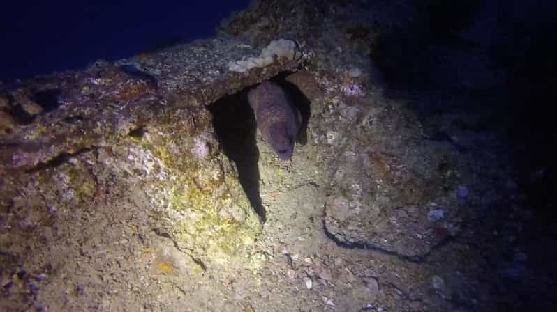 Oahu Night Dive: Adventure for Certified Divers | GetYourGuide