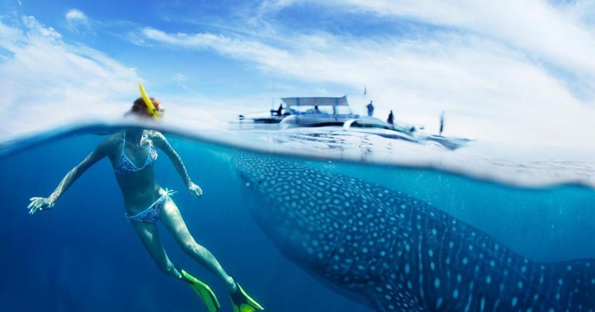 From Cebu: Whale Shark Tour and Inambakan Falls Private Tour | GetYourGuide