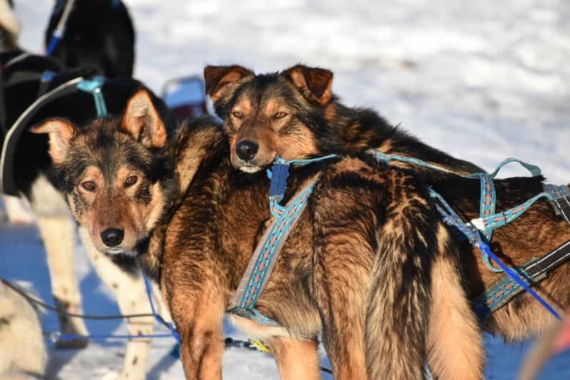 Tromsø: Husky Sledding and Guided Ice Domes Visit | GetYourGuide