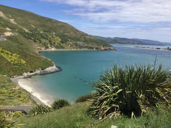 Dunedin: City Highlights and Otago Peninsula Scenery | GetYourGuide