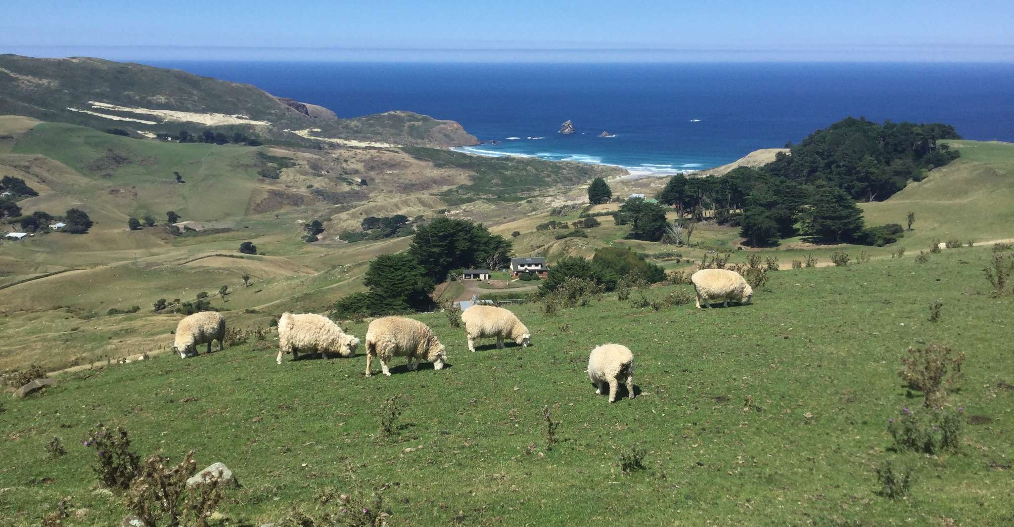 Dunedin, City Highlights and Otago Peninsula Scenery | Guided Tour in ...