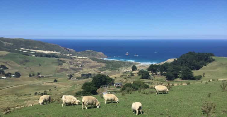 Dunedin: City Highlights and Otago Peninsula Scenery | GetYourGuide