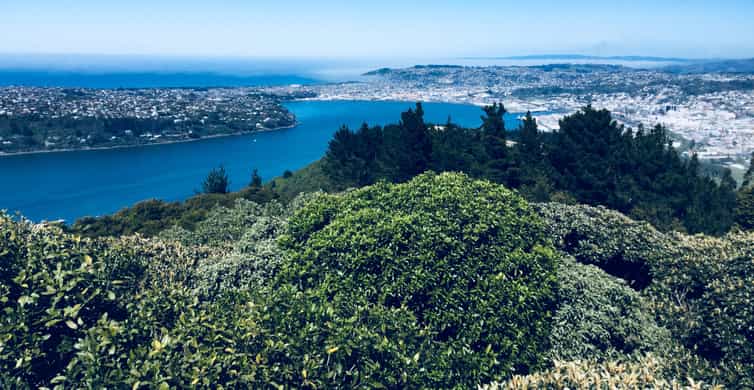 Dunedin: City Highlights and Otago Peninsula Scenery | GetYourGuide