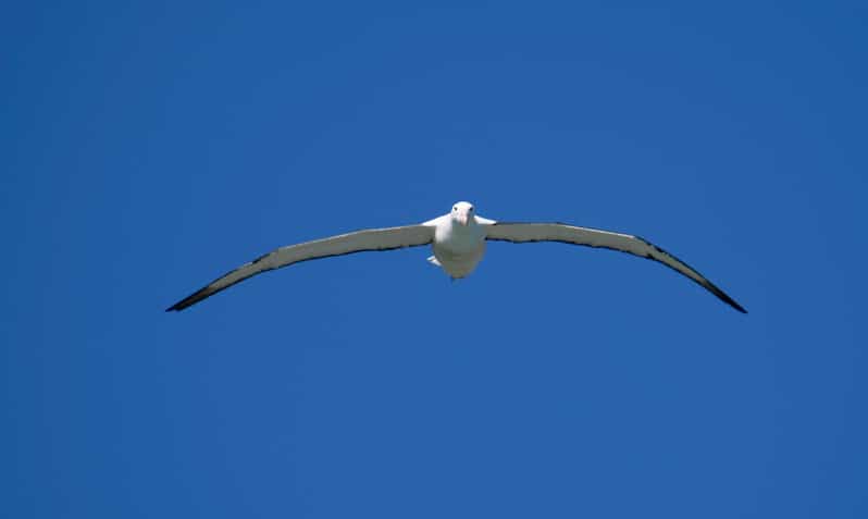 Dunedin: City Highlights and Otago Peninsula Scenery | GetYourGuide