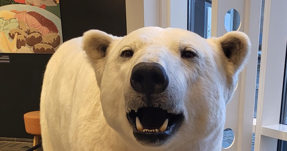 Tromsø: Guided Polar Bear Walk incl. Polaria & Polar Museum | GetYourGuide