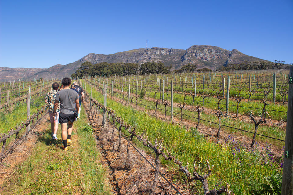 Constantia Wine Walk | GetYourGuide