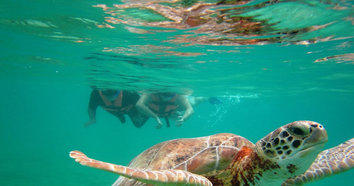 Sea turtle tour | GetYourGuide