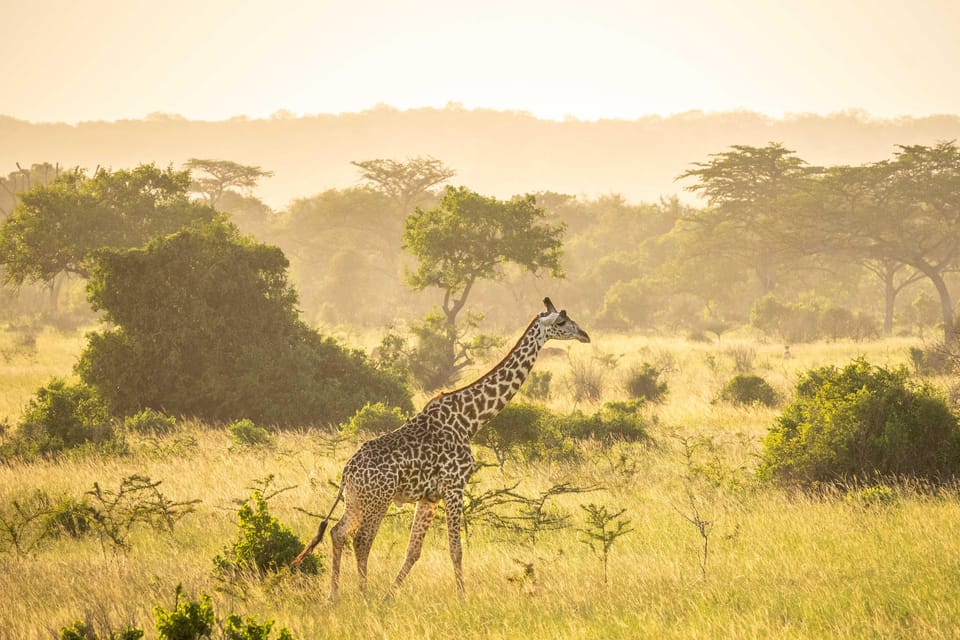 Parque Nacional de Saadani: safari de 2 días | GetYourGuide