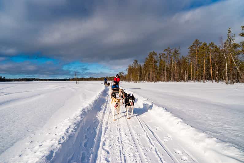 Rovaniemi: Husky Safari on a Snowy Trail | GetYourGuide
