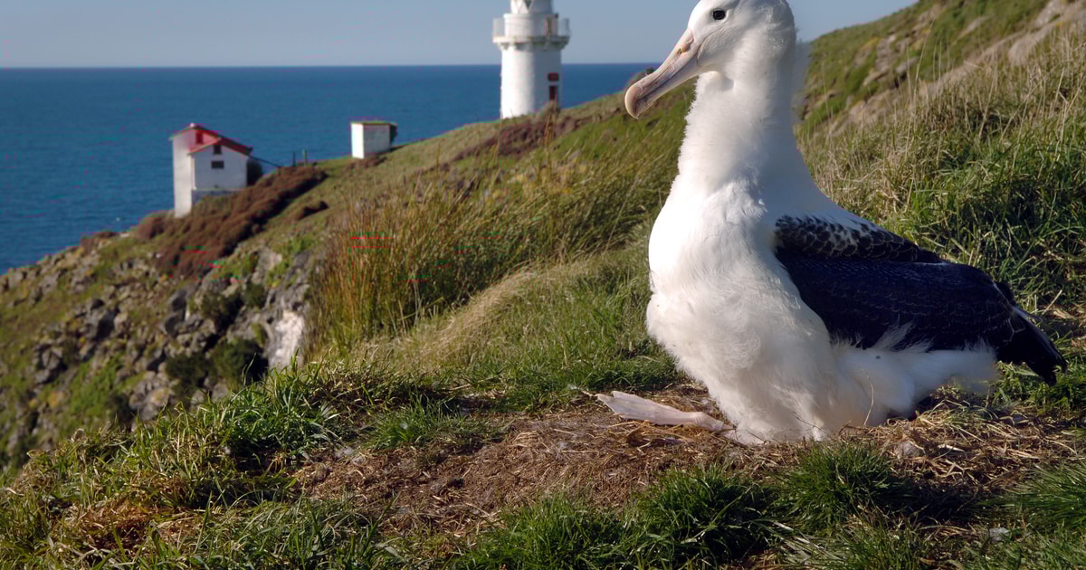 Fra Dunedin: By, Otago Peninsula & Albatross guidet tur | GetYourGuide