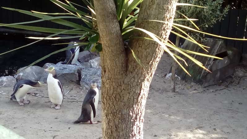 Dunedin: Otago Peninsula with Guided Penguin Tour | GetYourGuide