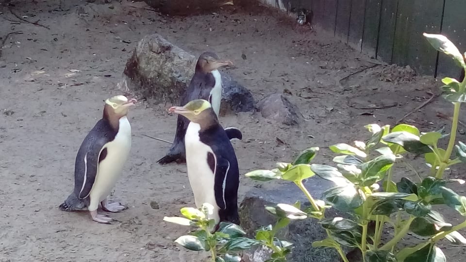 Dunedin: Otago Peninsula with Guided Penguin Tour | GetYourGuide