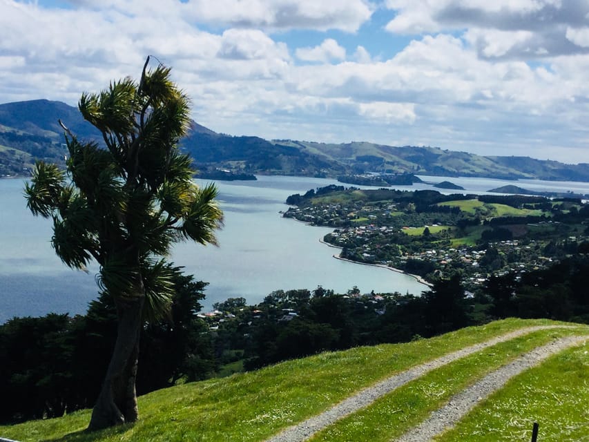 Dunedin: Otago Peninsula with Guided Penguin Tour | GetYourGuide