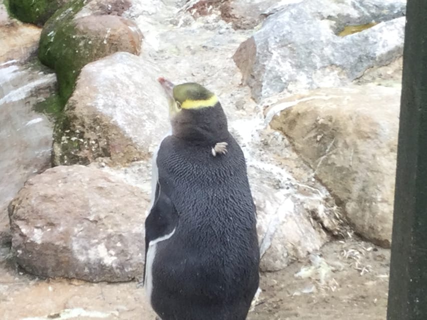 Dunedin: Otago Peninsula with Guided Penguin Tour | GetYourGuide