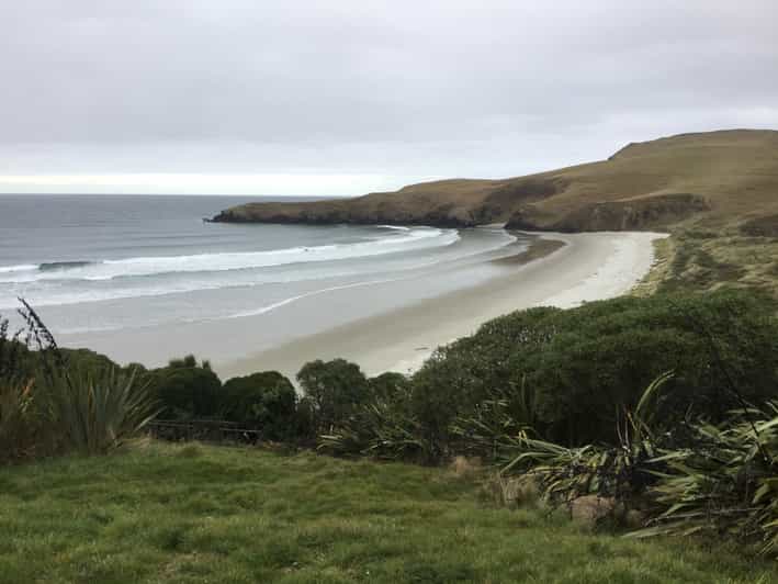 Dunedin: Península de Otago con visita guiada a los pingüinos ...