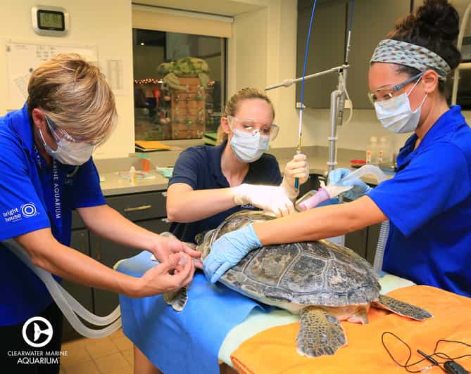 From Orlando: Clearwater Beach and Marine Aquarium Admission | GetYourGuide