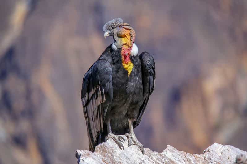 From Arequipa: Colca Canyon Two-Day Tour | GetYourGuide