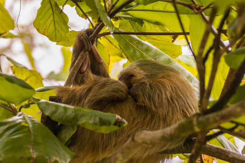 La Fortuna: Small Group Family Farm & Sloth Experience | GetYourGuide