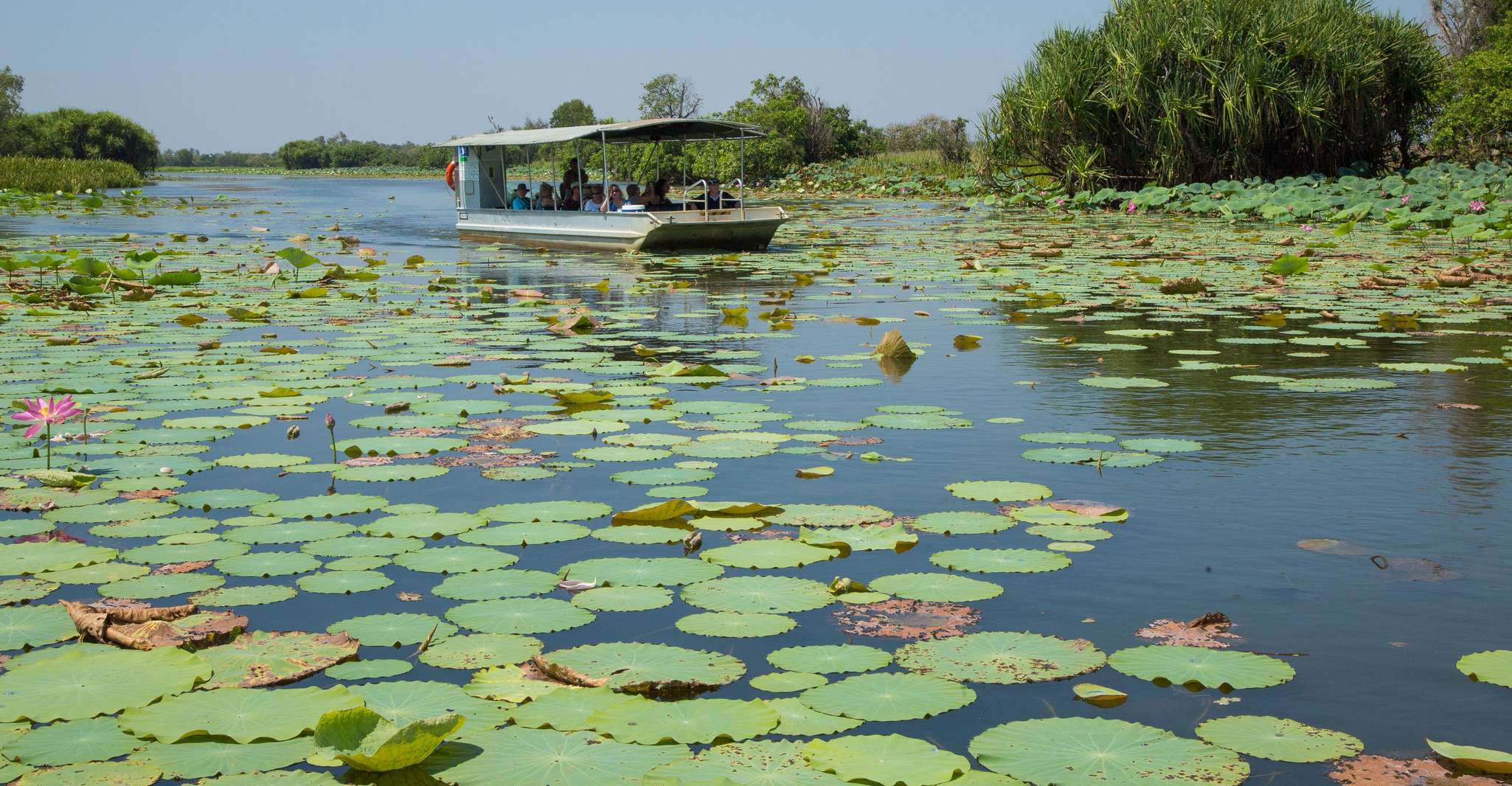 Darwin, Mary River Wetlands Wildlife Cruise with Lunch | Day Trip in Darwin