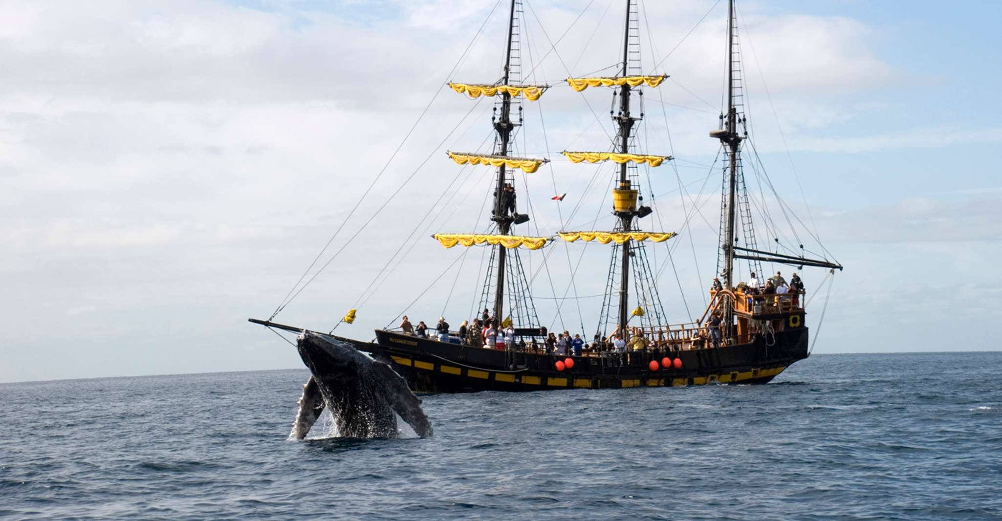 Thar She Blows! Whale Watching Pirate Cruise | Water Activity in Cabo ...