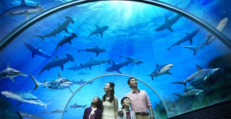Underwater World Langkawi Zoo e acquari: il MEGLIO del 2023 - Cancellazione GRATUITA | GetYourGuide