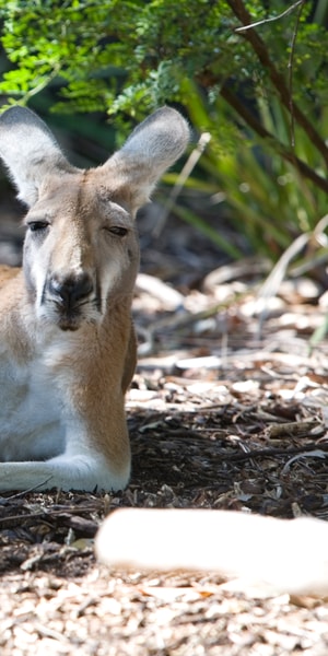 Sydney: Taronga Zoo Tickets | GetYourGuide